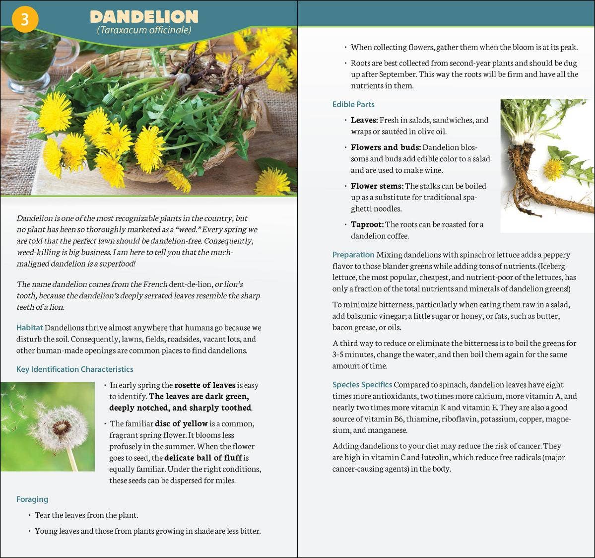 Foraging in North America Quick Guide – STASH